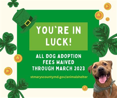 Dog Adoption Fees Waived At St Marys Animal Adoption And Resource