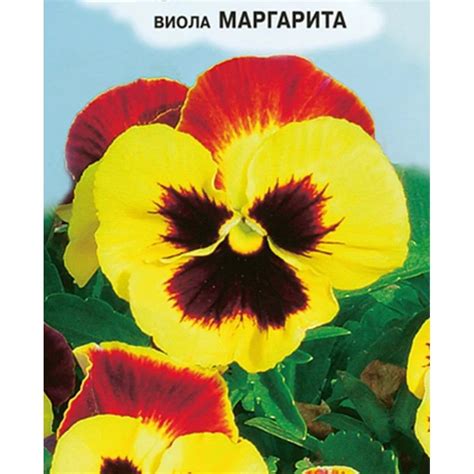 Виола фиалка Маргарита описание сорта характеристики особенности посадки и выращивания отзывы