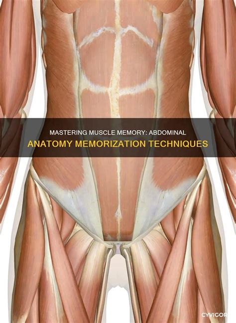Mastering Muscle Memory Abdominal Anatomy Memorization Techniques
