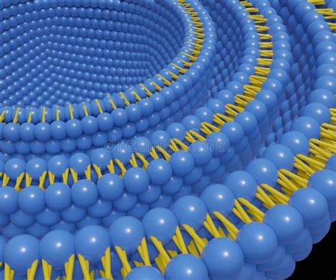 Isolated Multi Lamellar Vesicle Close Up View Stock Illustration
