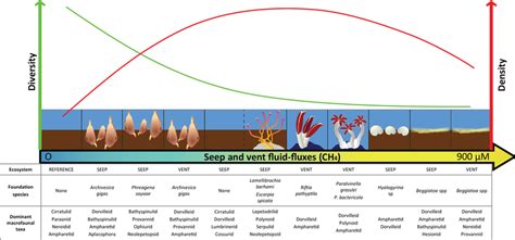 Conceptual Diagram Of Macrofaunal Diversity Density And Composition Download Scientific