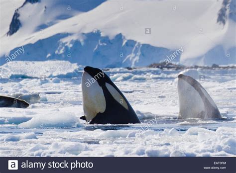 Leopard Seal Vs Killer Whale