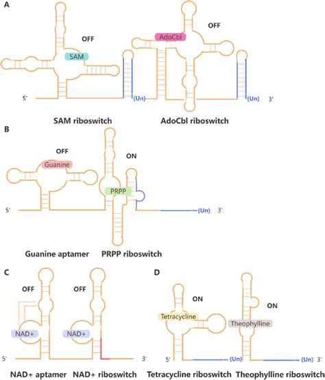 A Tandem Structure Of Riboswitches A Mete Tandem Sam Adocbl