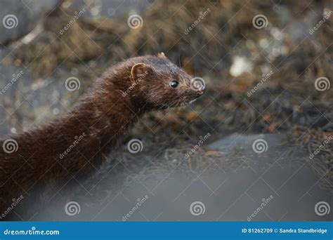A Mink Neovison Vison Hunting In The Tide Pools For Food Stock Image Image Of Mammal Seaside