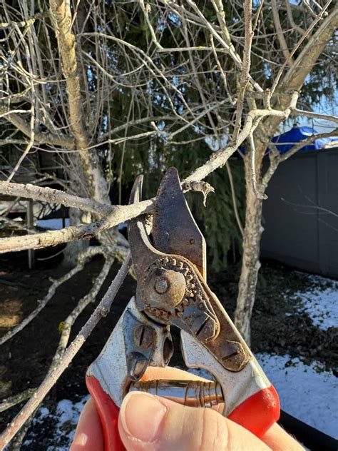 When To Prune Apple Trees 🍏 🌳 Timing Is Everything For A Fruitful Harvest