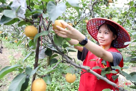 “精品果业”助农“甜蜜增收” 光明网