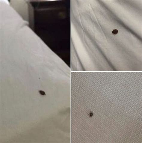 How To Deal With Ticks In Your Home My Healthy Life