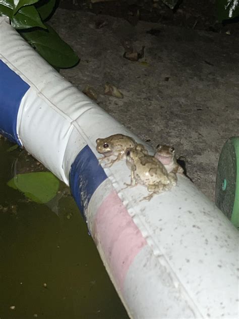 Frog Army Id Request R Frogs