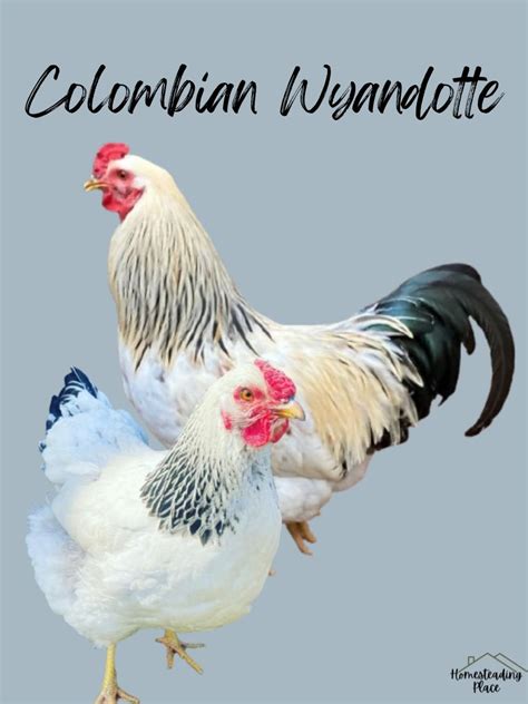 35 Best White And Black Chicken Breeds With Pictures