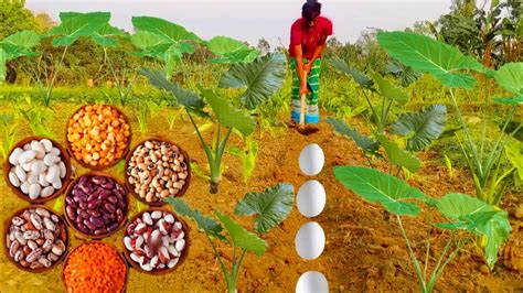 সবজির বীজ লাগাতে গিয়ে অলৌকিক ঘটনা ঘটলো Miracle Happened While Planting