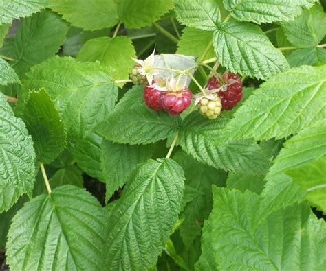 The Top 10 Companion Plants For Raspberries Couch To Homestead
