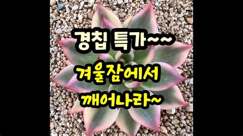 경칩 겨울잠 자던 금다육 모두 깨어나라 ~~ 03 06 Youtube