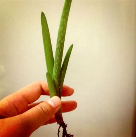 手機研究所食用蘆薈幼苗 澎湖縣農會引進 美國翠葉 費拉 吉拉索蘆薈 耐旱 真蘆薈 凝膠 庫拉索 巴巴多斯 移植 盆栽 露天市集 全