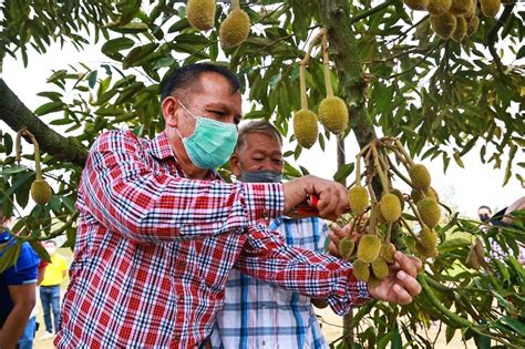 สผู้ผลิตทุเรียนไทยอบรมการตัดแต่งผลทุเรียนรุ่นแรกให้เกษตรกรตะวันออก