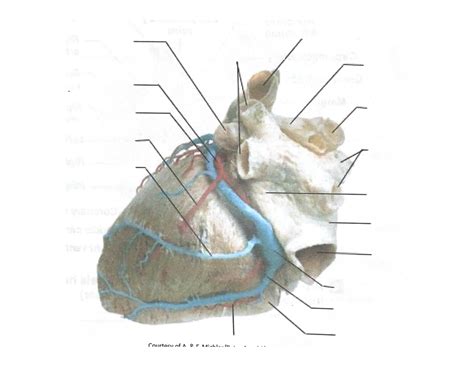 Real Posterior Heart Diagram Quizlet