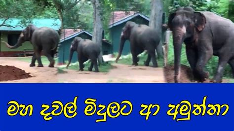 එක් වරම නිවසට ආ අමුත්තා Elephantattack Elephant Srilankaelephant