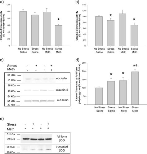 Claudin 5 Antibody Monoclonal 4c3c2