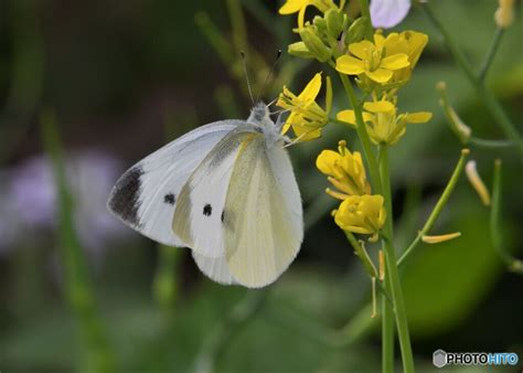 By Kokunzo Id Photohito