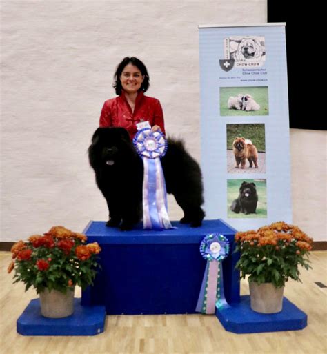 SCCC Clubsieger Show 2021 Schweizerischer Chow Chow Club Sektion