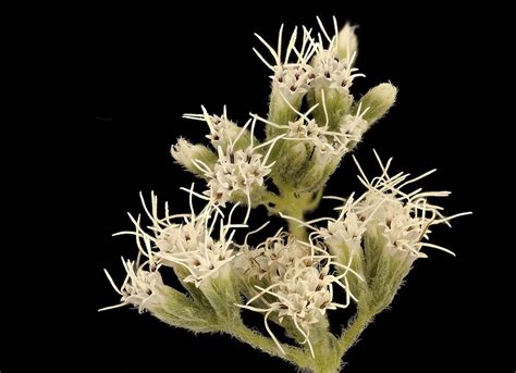 Boneset Images Free Photos Png Stickers Wallpapers And Backgrounds