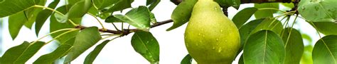 How To Prune Pear Trees Thompson Morgan