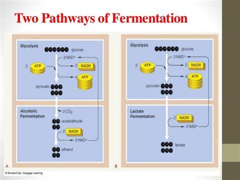 Primäre Und Sekundäre Metaboliten In Der Fermentation Ppt