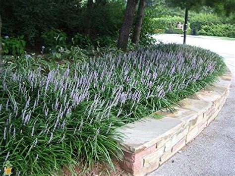 Super Blue Liriope Muscari Live Plants Evergreen Ground Etsy