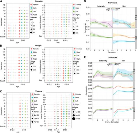 Branch Morphology Comparisons Between Sex And Laterality Of C57bl6