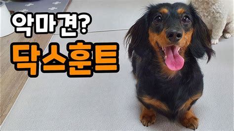 닥스훈트 성격과 특징 닥스훈트에 대한 오해와 진실 Youtube
