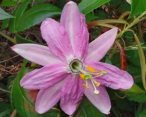 Passiflora Mollissima