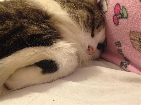 Squished Kitty By Chloerhiannonx On Deviantart