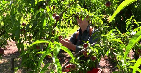 Drought Adaptation Beef And Orchard South West Nrm