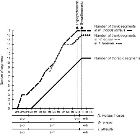Variations In Segmentation Schedule And Modes Of Segmental Development Download Scientific