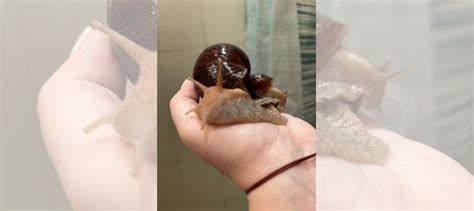 Ахатины улитки дети купить в Москве Животные и зоотовары Авито