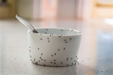 How To Get Rid Of Tiny Ants In Kitchen Natural Ways Kitchen Crawlers