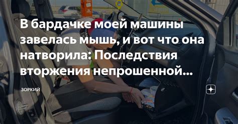 В бардачке моей машины завелась мышь и вот что она натворила