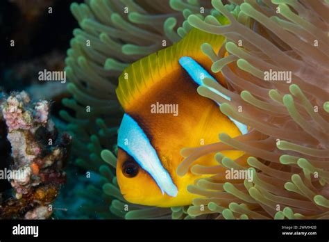 Clown Anemone Fish Amphiprion Ocellaris Hides In Colorful Yellow Sea