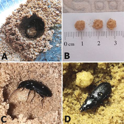 Nest Nesting Female And Egg Clutches Of P Anthracinus A Nest With A Download Scientific