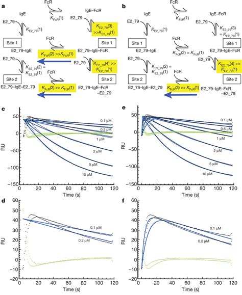 Kinetic Modelling Of Spr Data Points To A Facilitated Dissociation Download Scientific Diagram