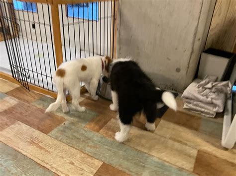 3月のパピーパーティー日程 パピーパーティーとドッグスクール｜犬のしつけ教室アウラ｜東京