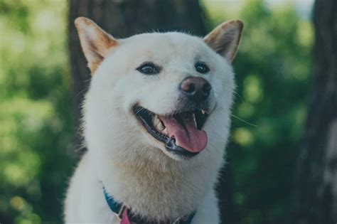 Shiba Inu Puppynet Smashes New Records