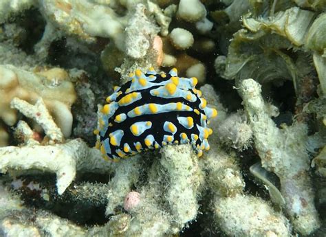 Phyllidia Varicosa Three Colored Phyllidia Snorkeling Report