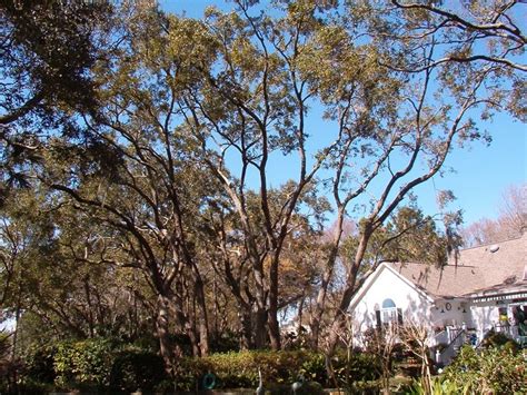 Pruning Examples Palmetto Tree Service