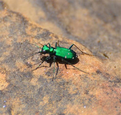 Insects In Our Ecosystem Greenstories