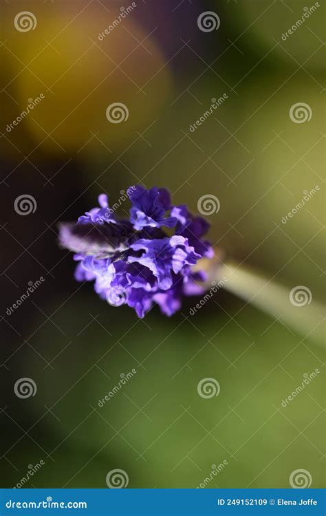 Stunning Flowers In Extraordinary Macro Photography Stock Image Image