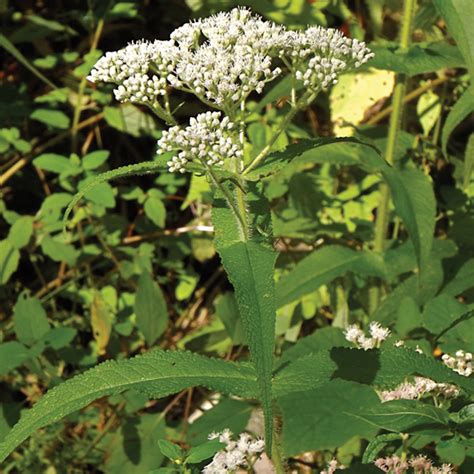 Eupatorium Perfoliatum Le Van Berkum Nursery