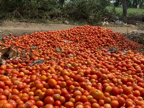 Tomato Troubles Food Loss And Food Waste From Farm To Market Wri India