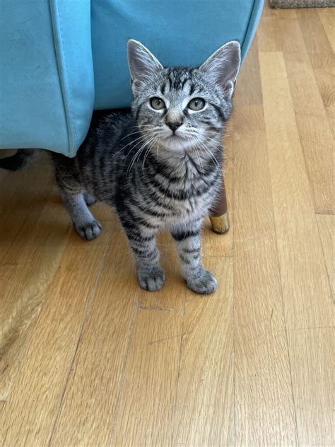 Lilly Kitty Connection