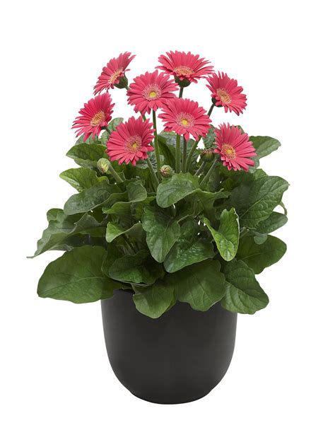 Gerbera Daisy Garvinea Assorted Milaegers