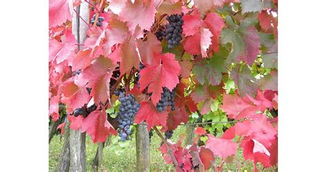 Възстановяват стари български сортове грозде Български Фермер